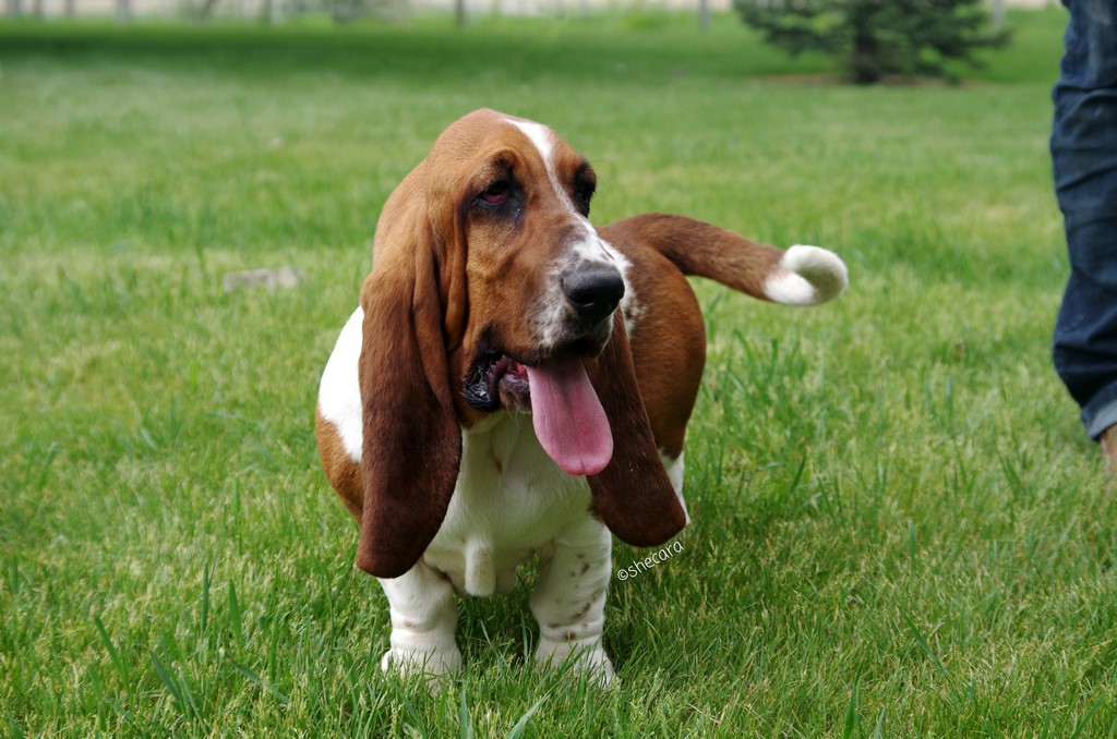 Our Bassets – Shecara Bassets