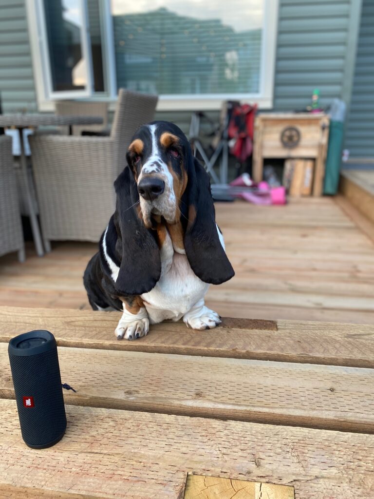 Client Gallery – Shecara Bassets
